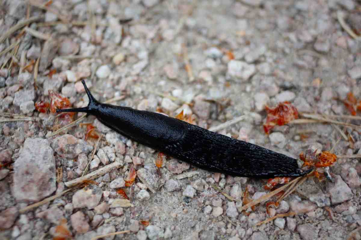 6. Slug | Outside In Literary & Travel Magazine